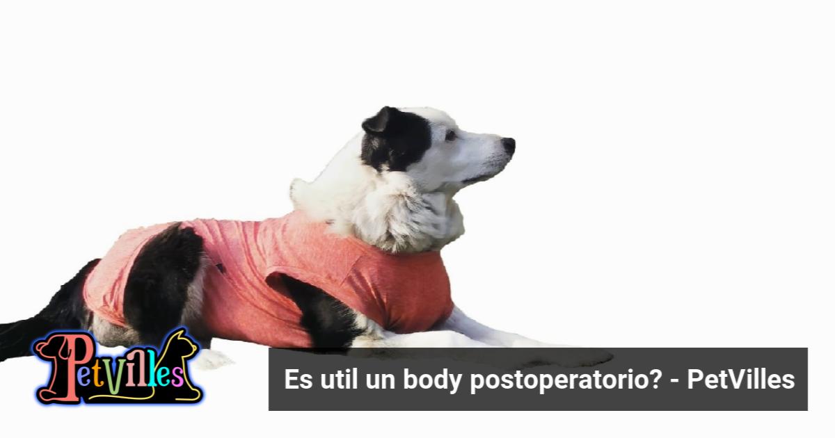 Es util un body postoperatorio? - PetVilles