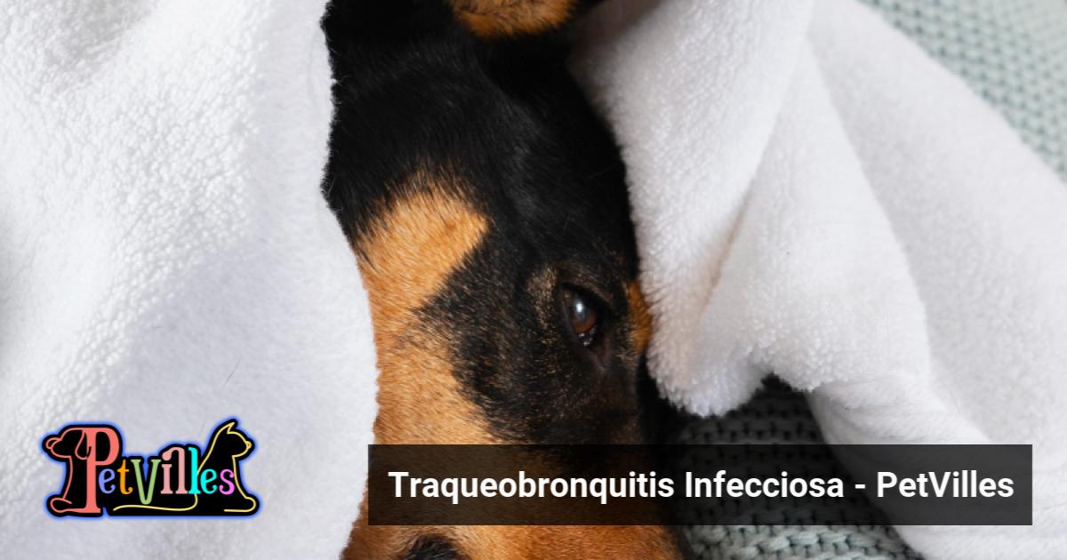 ¡Urgente! La Traqueobronquitis Infecciosa Canina Pone en Peligro a tu ...