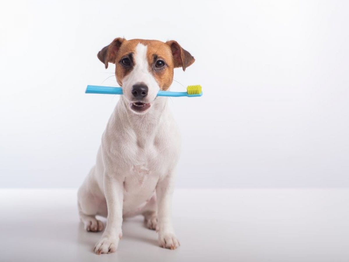 Cuidado Dental en Perros: Todo lo que Necesitas Saber - PetVilles